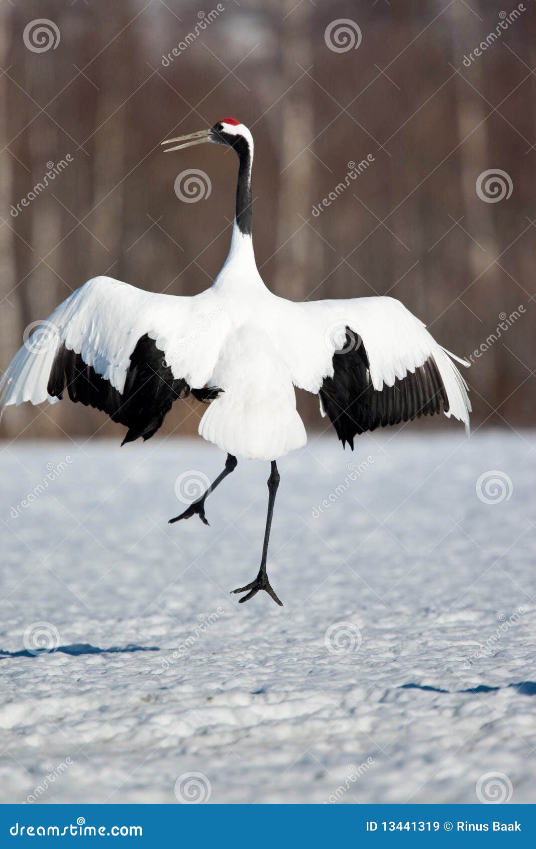 Japanese Red-Crowned Crane Royalty-Free Stock Photography ...