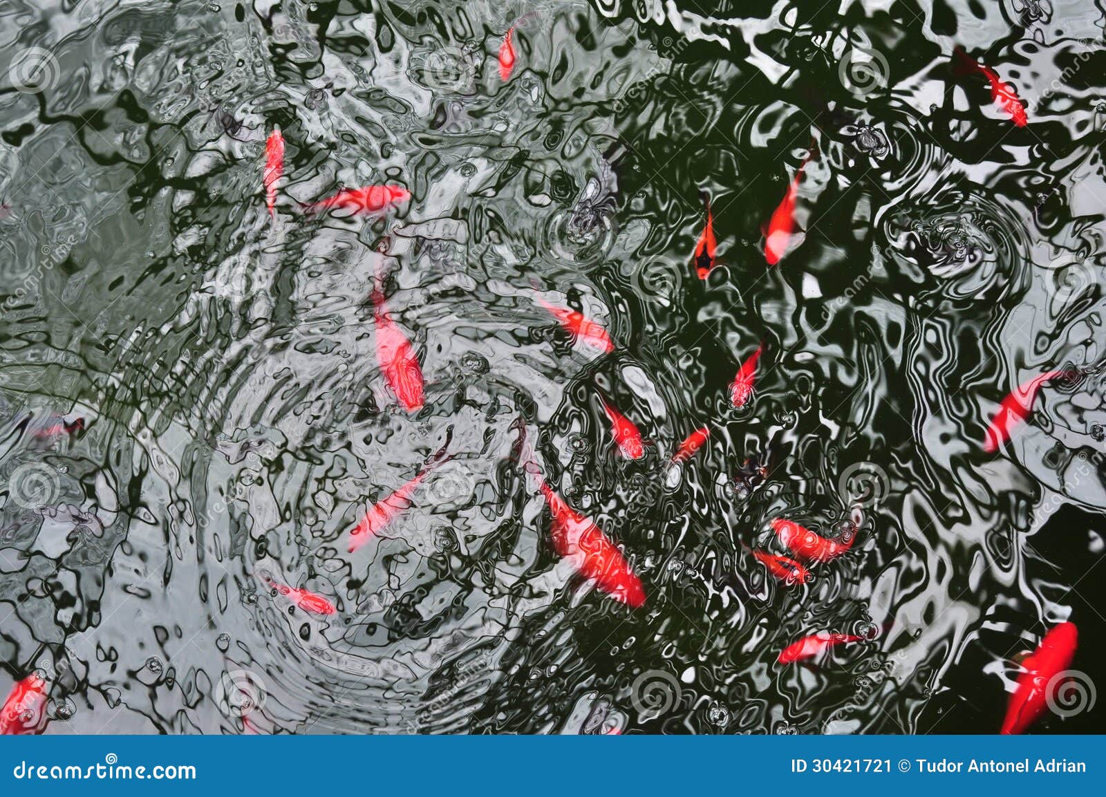 Japanese red koi fish stock image. Image of pond, goldfish - 30421721
