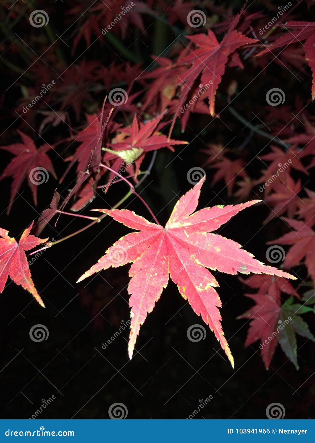 Japanese red maple stock photo. Image of koyo, momiji - 103941966