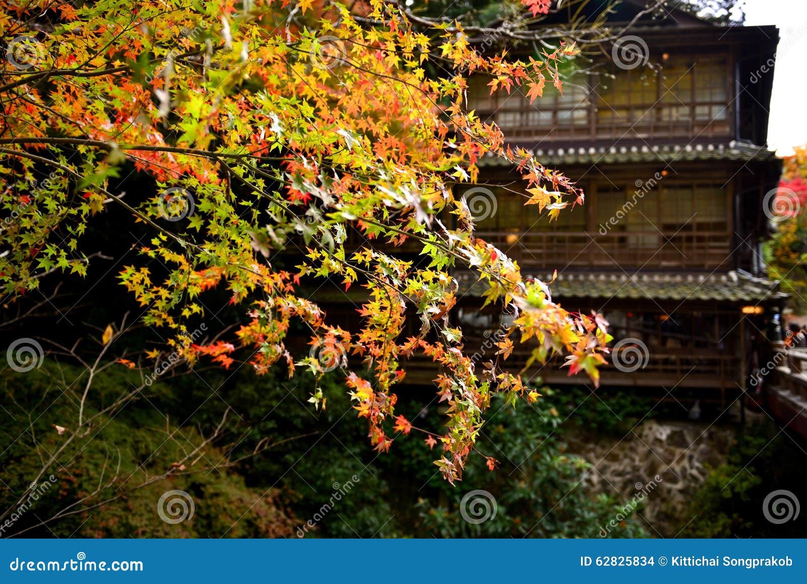 Japanese red Maple stock photo. Image of scene, tree - 62825834