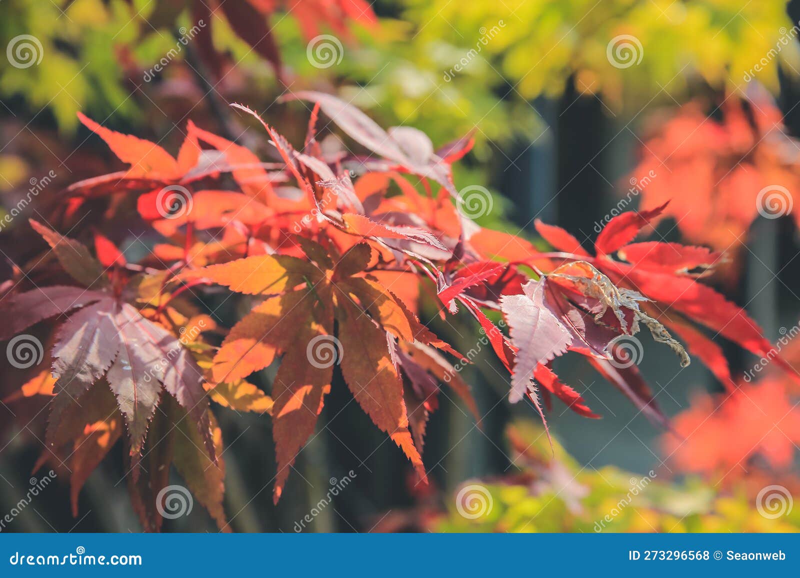 Japanese Red Maple Tree Background with Sunlight, Kyoto Stock Photo ...
