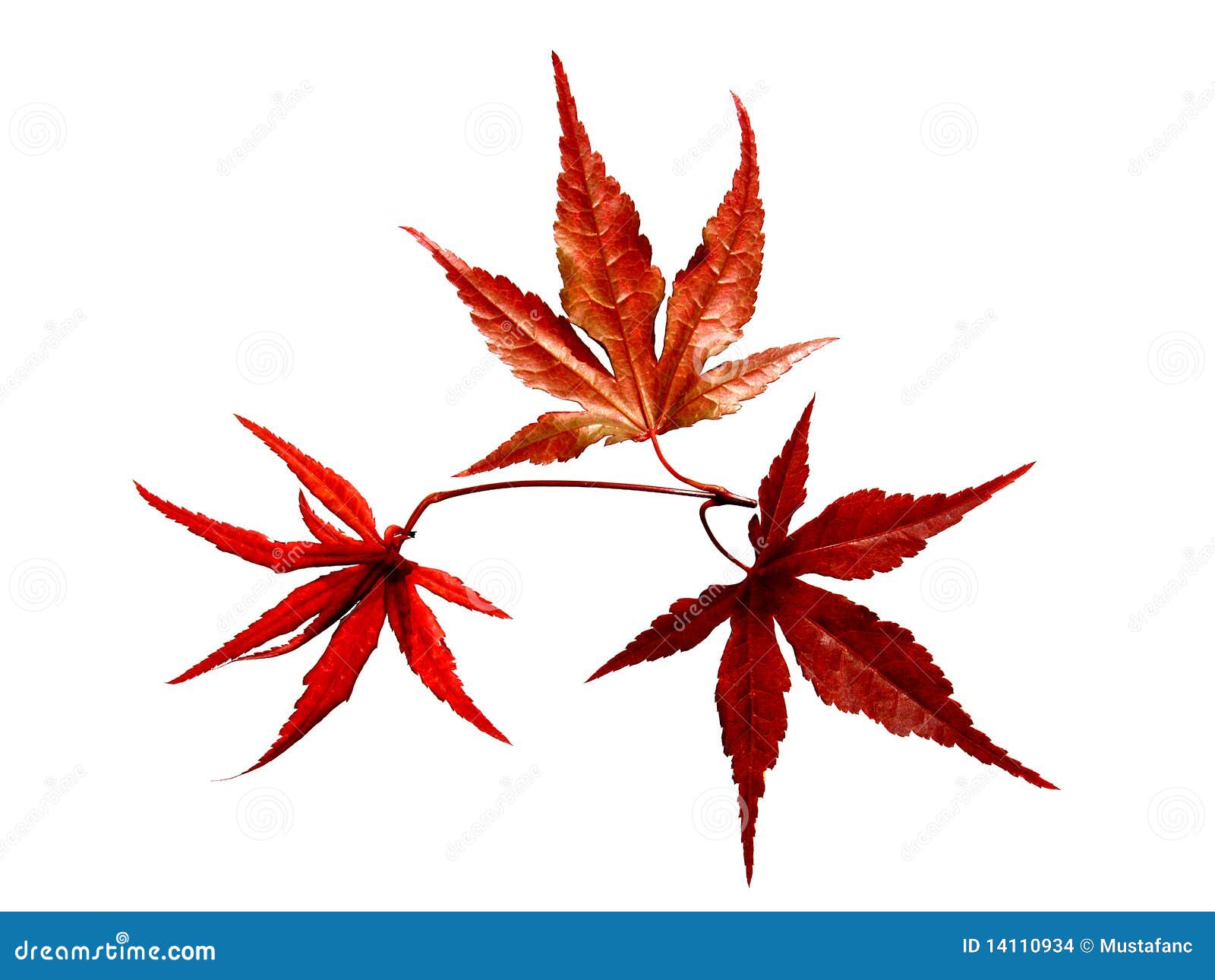 Japanese Red Maple Tree Leaves Stock Photo - Image of november ...