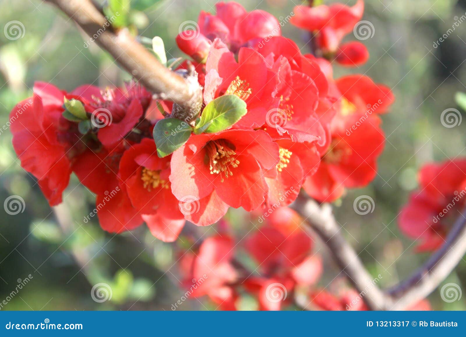 Japanese red plum blossoms stock image. Image of flower - 13213317