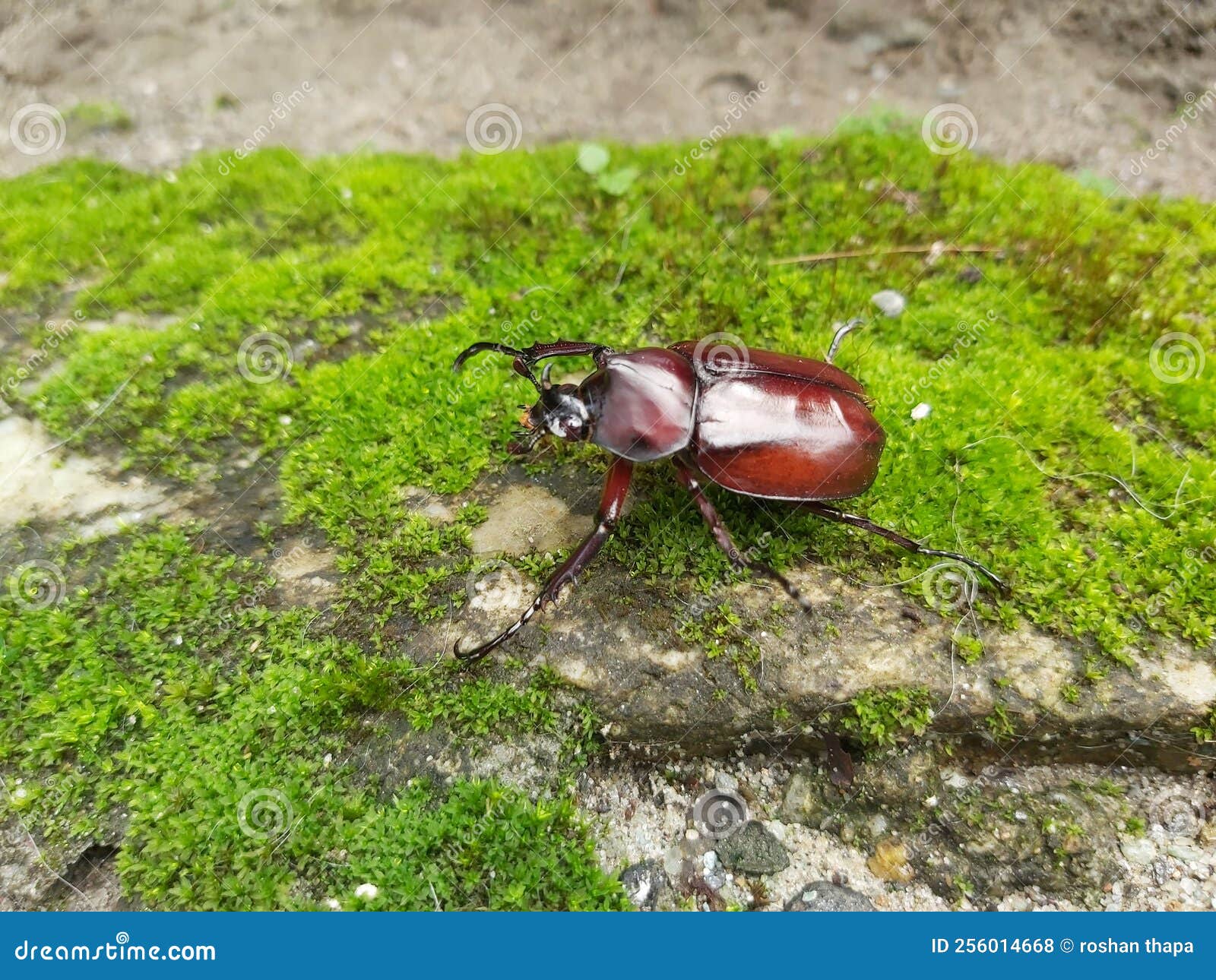 Japanese Rhinoceros BeetleInsects Stock Photo - Image of dichotoma ...