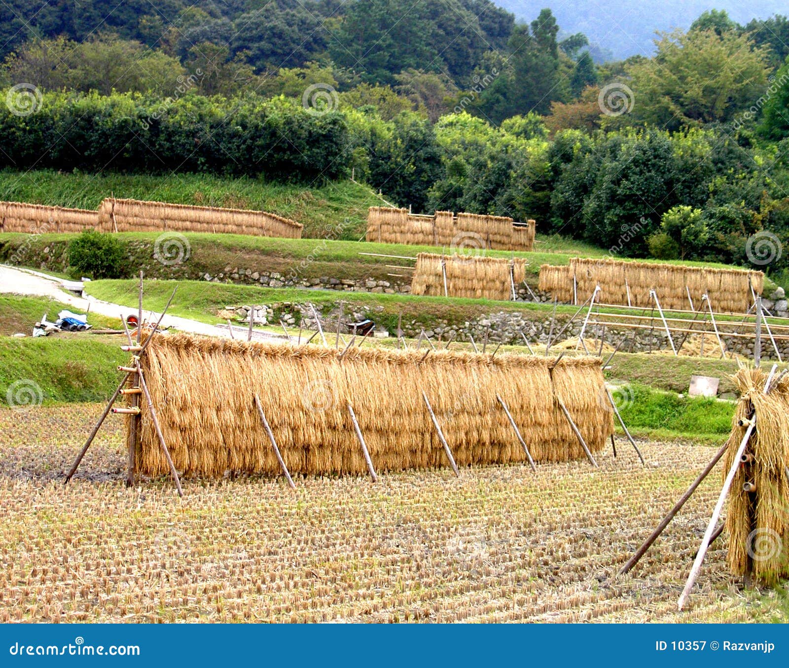 Japanese Rice Fields