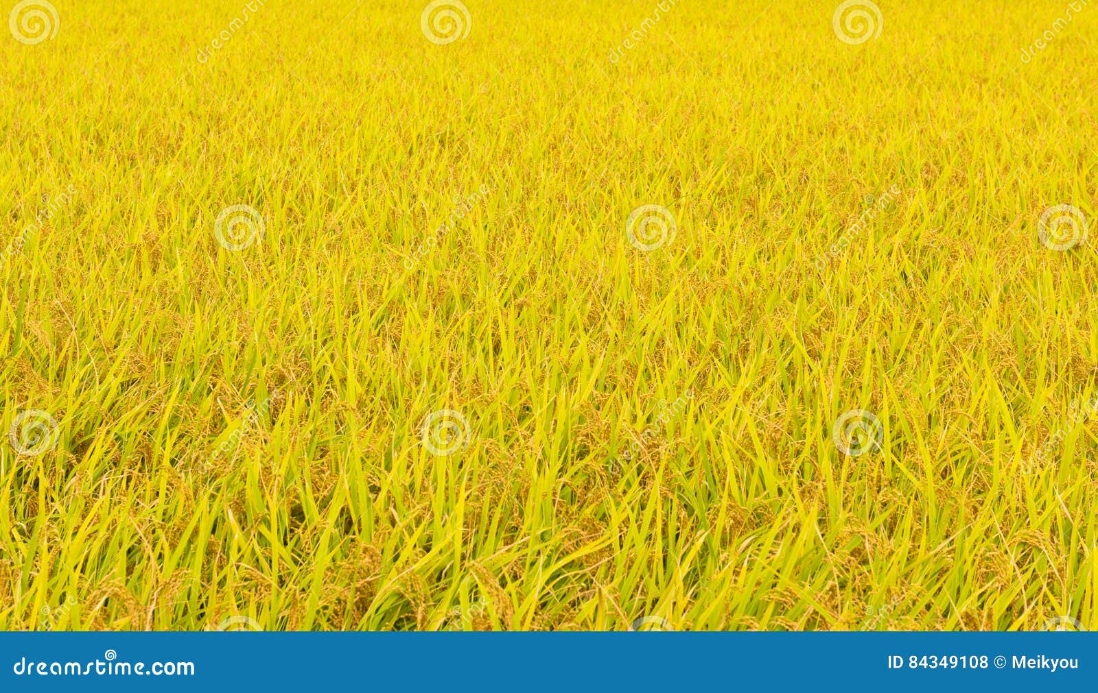 Japanese Rice Field in Fall Stock Photo - Image of rice, autumn: 84349108