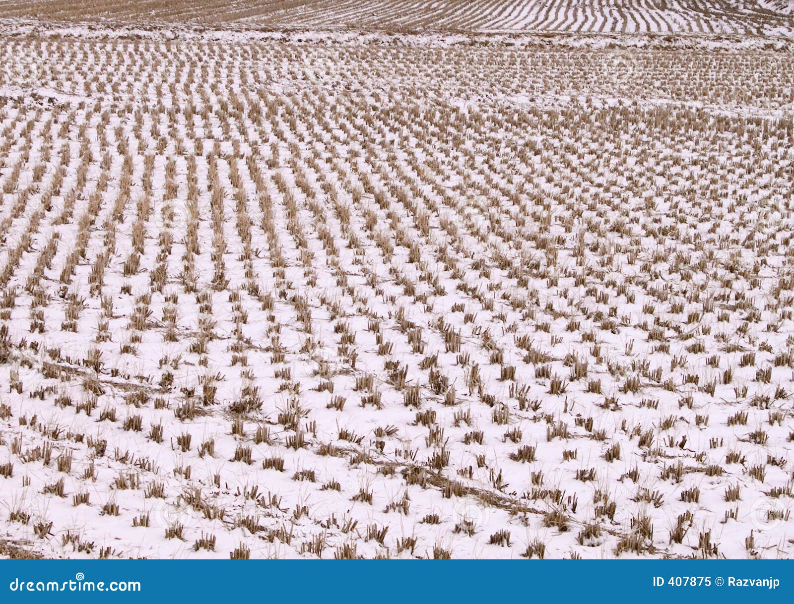 Japanese Rice Field in Winter-texture Stock Image - Image of outdoor ...