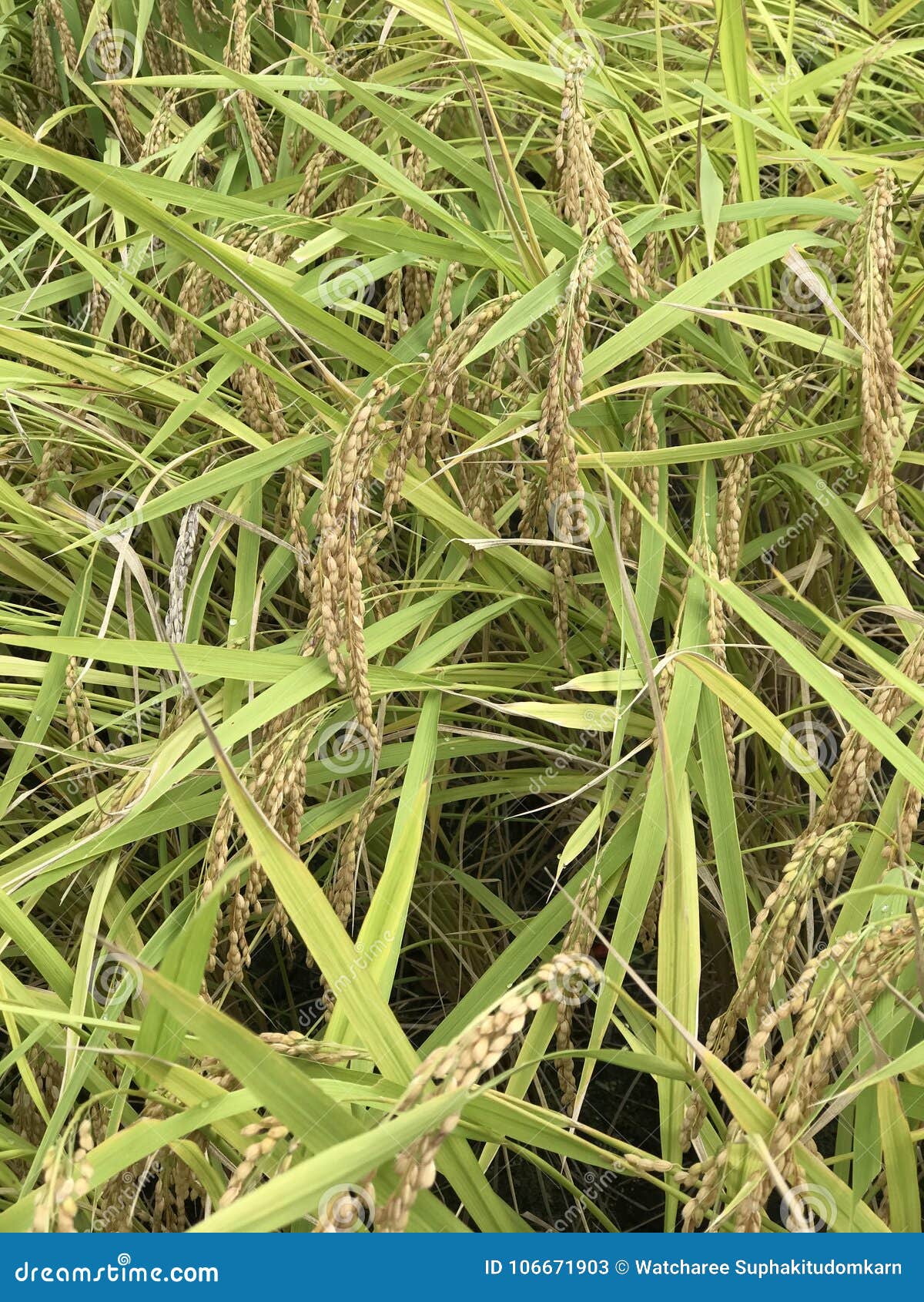 Japanese rice plant. stock image. Image of fecund, health - 106671903