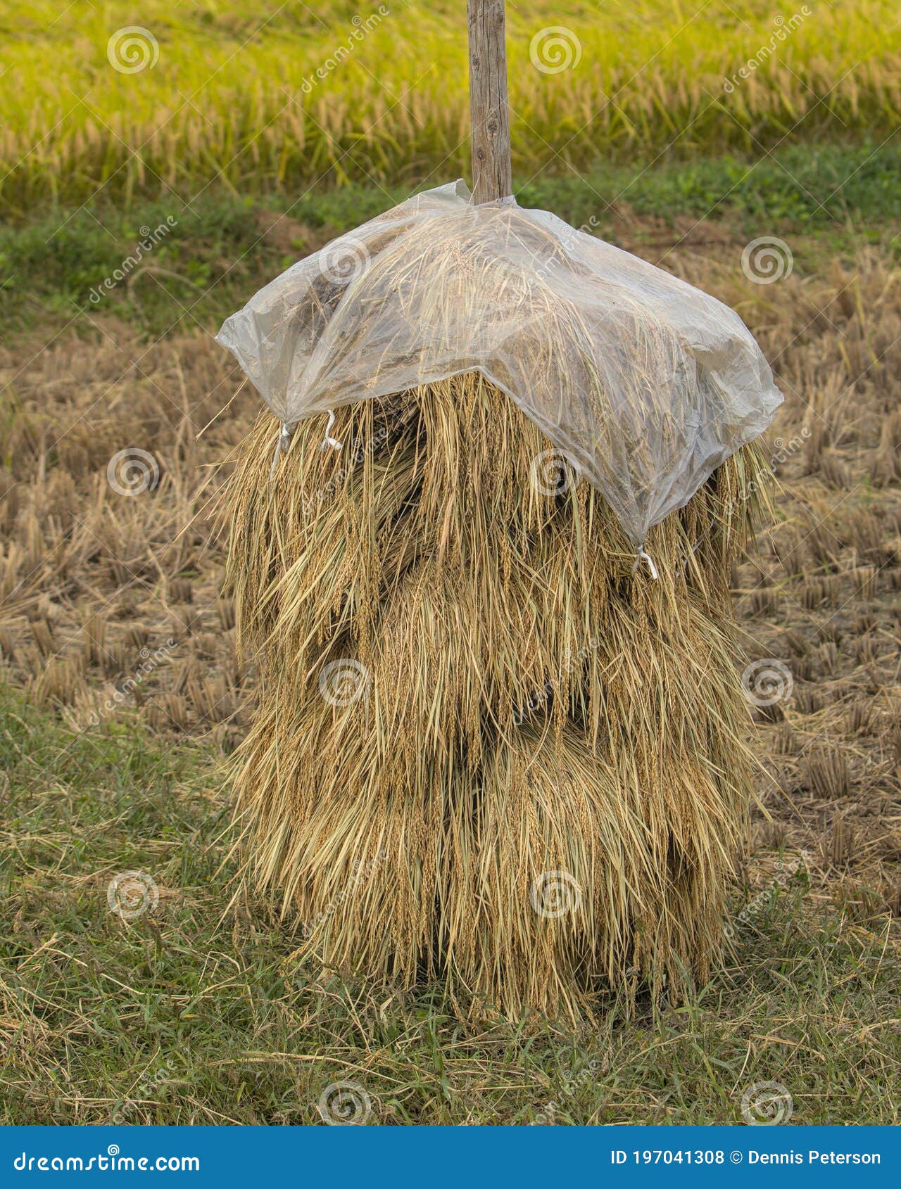 Japanese rice straw stock photo. Image of hanging, rice - 197041308