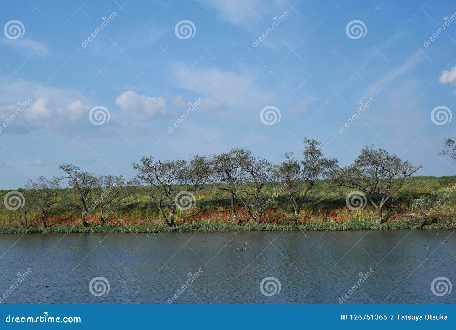Japanese Riverside Scenery in Early Autumn Stock Image - Image of tree ...