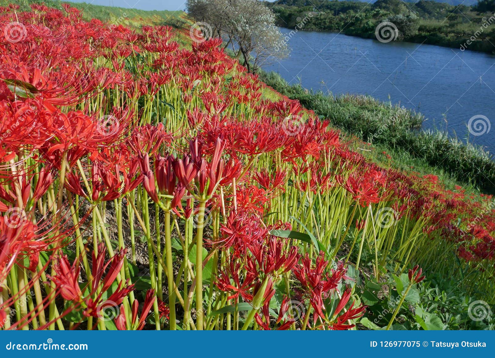 Japanese Riverside Scenery in Early Autumn Stock Image - Image of japan ...