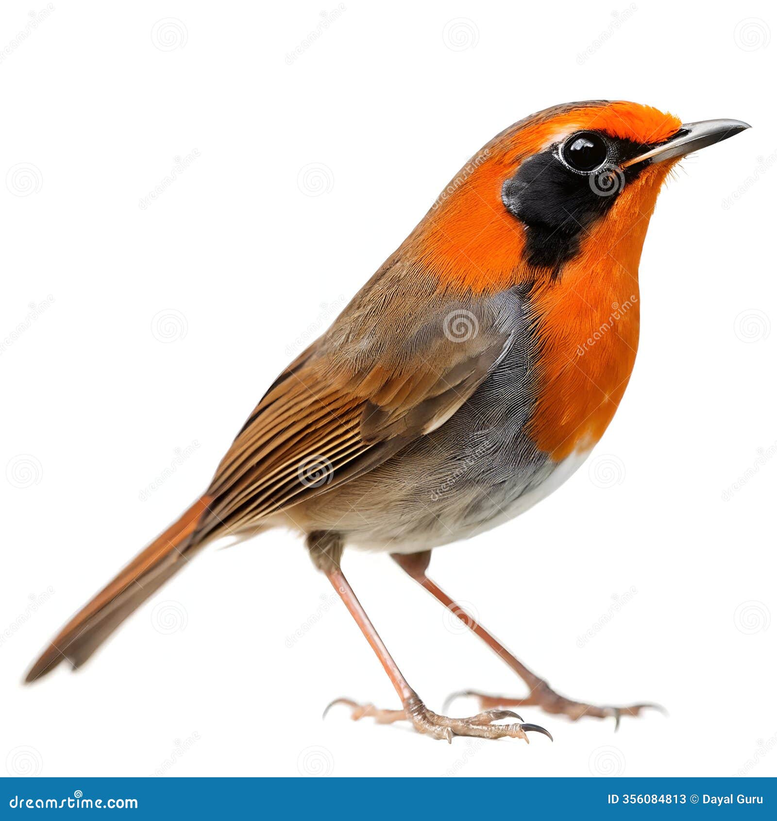 Japanese Robin Isolated on White Background Stock Illustration ...