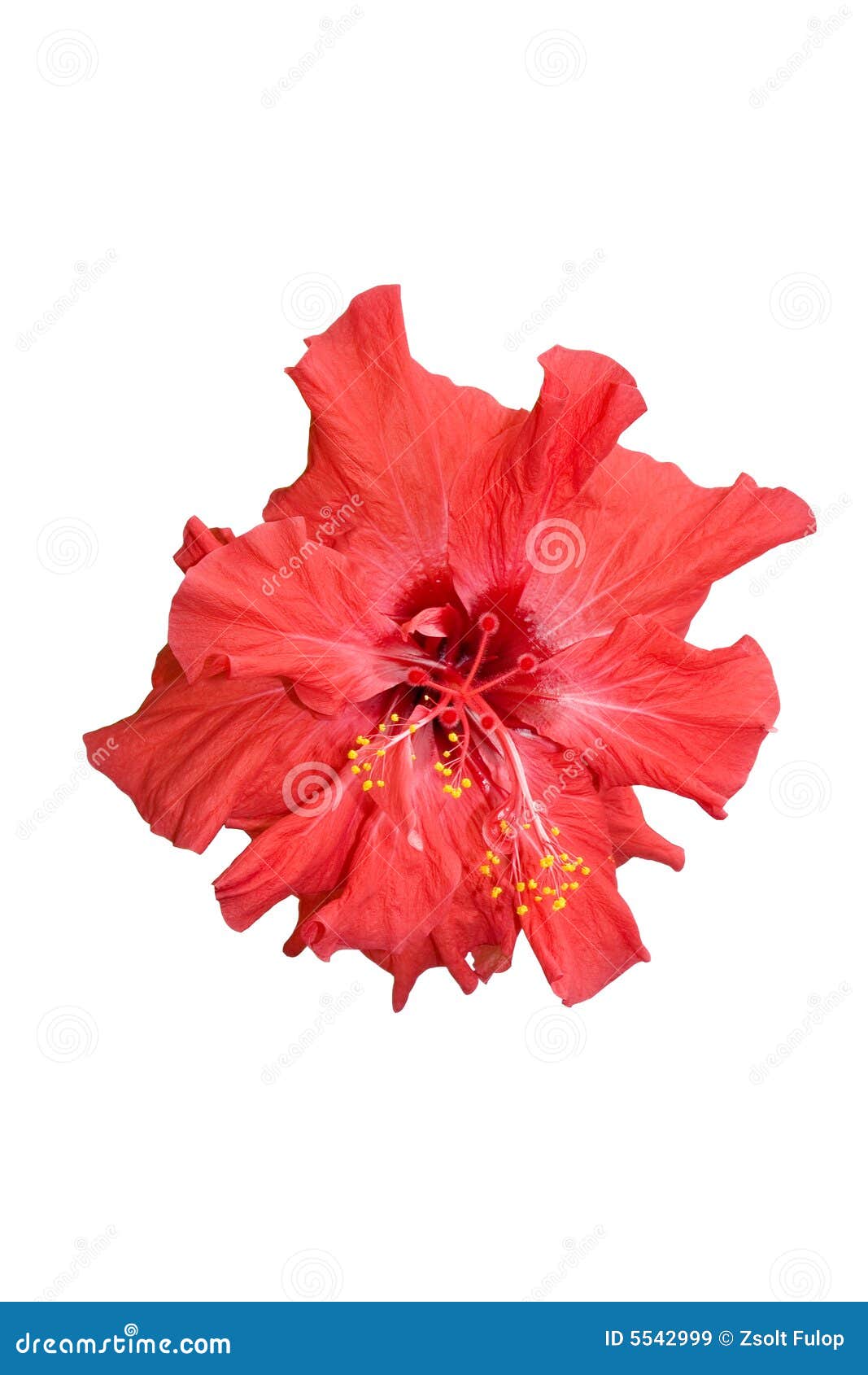 Red Japanese Rose, Rosa Rugosa, Hibiscus Rosa-sinensis Royalty-Free ...