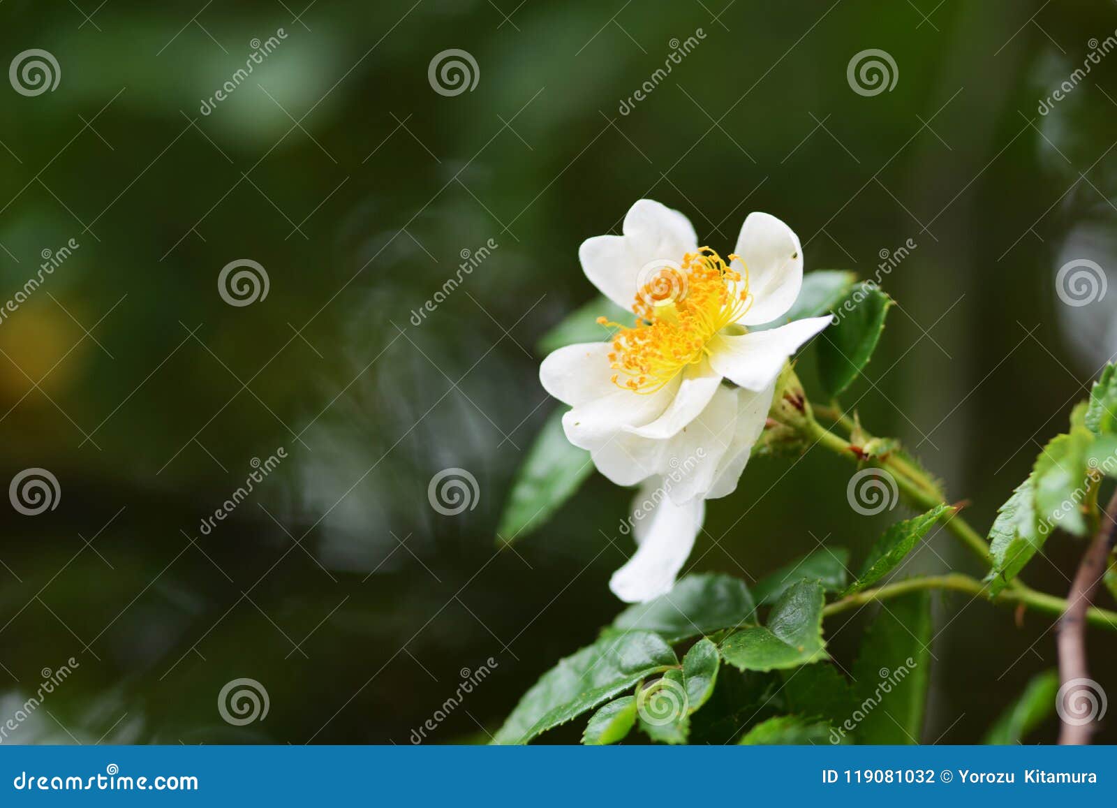 Japanese rose stock photo. Image of beauty, rosa, close - 119081032