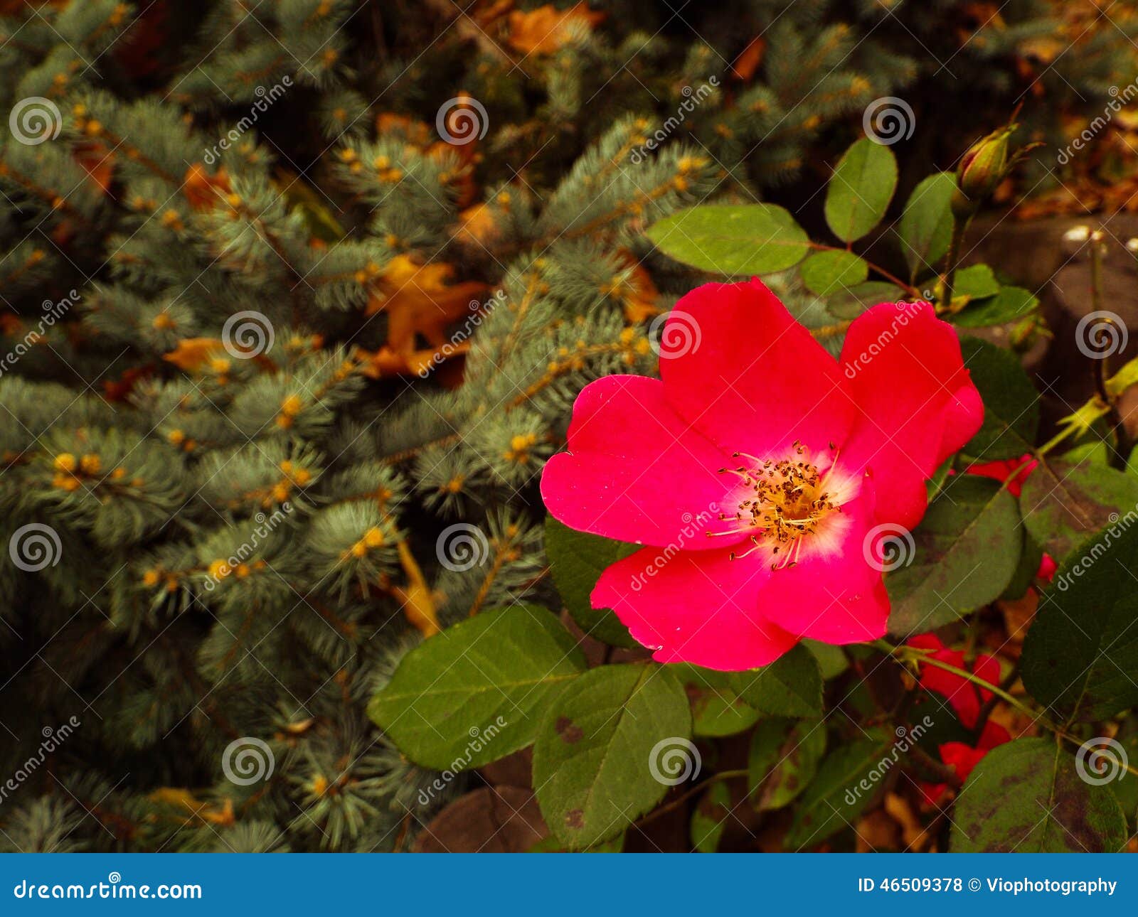 Japanese rose stock photo. Image of flora, green, colorful - 46509378