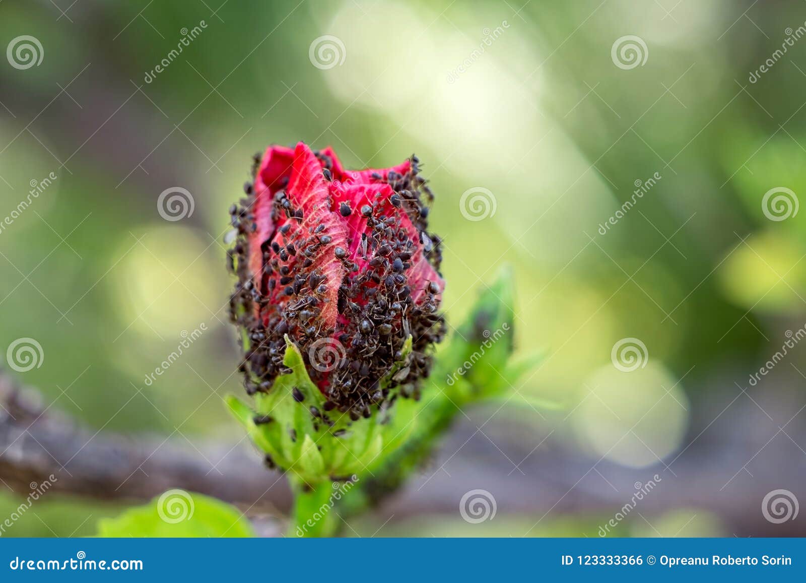 Japanese Rose Blossom Full of Lice and Ants Stock Photo - Image of ...