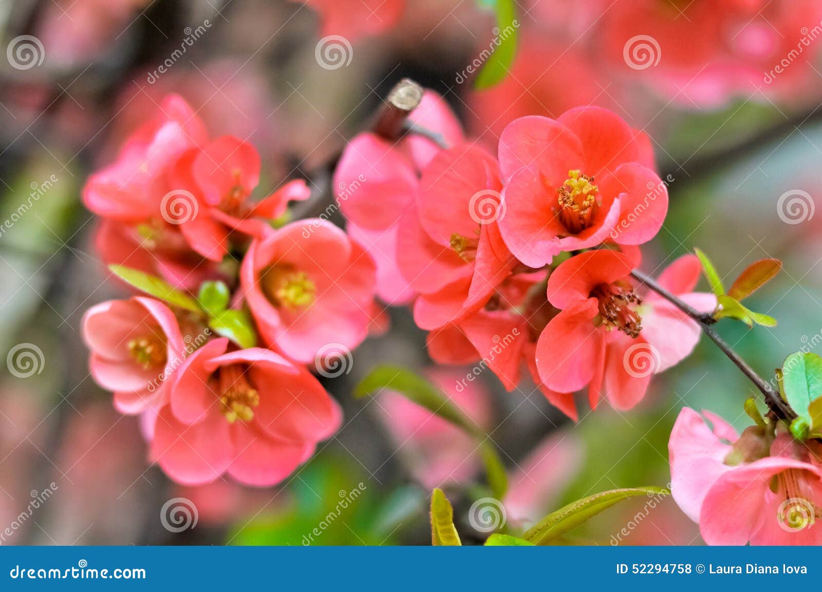 Japanese Rose stock photo. Image of design, bloom, background - 52294758