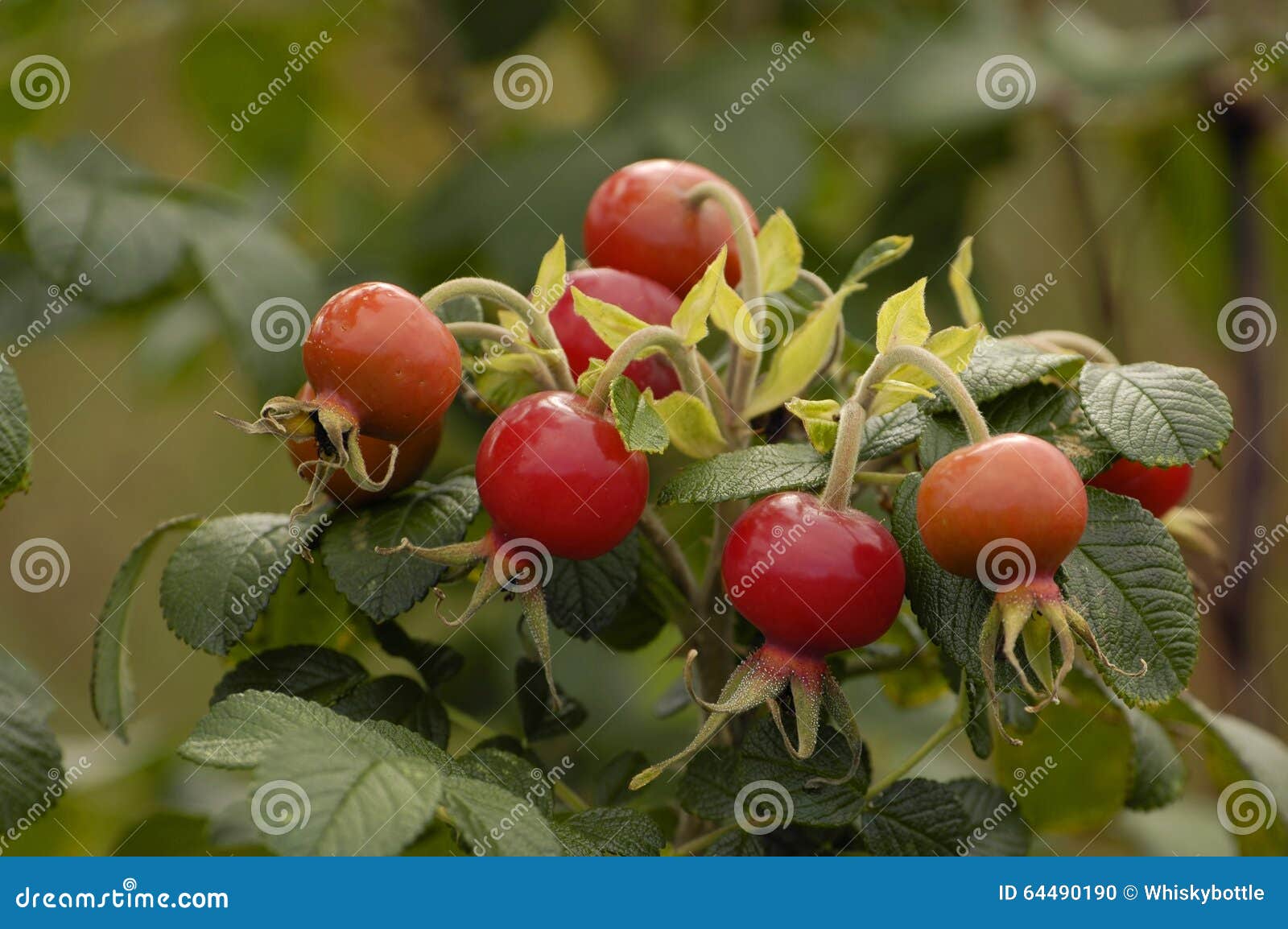Red Japanese Rose, Rosa Rugosa, Hibiscus Rosa-sinensis Stock ...