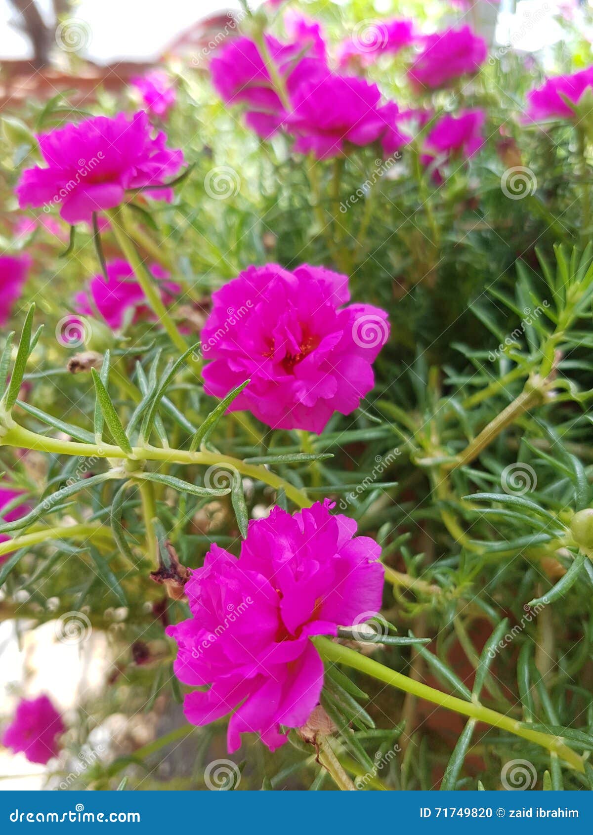 Japanese rose stock photo. Image of lovely, geraniales - 71749820