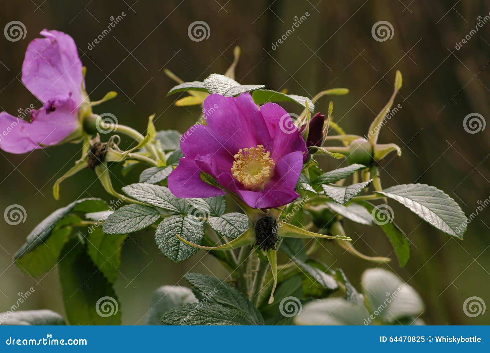 Japanese Rose stock image. Image of nature, rose, flora - 64470825