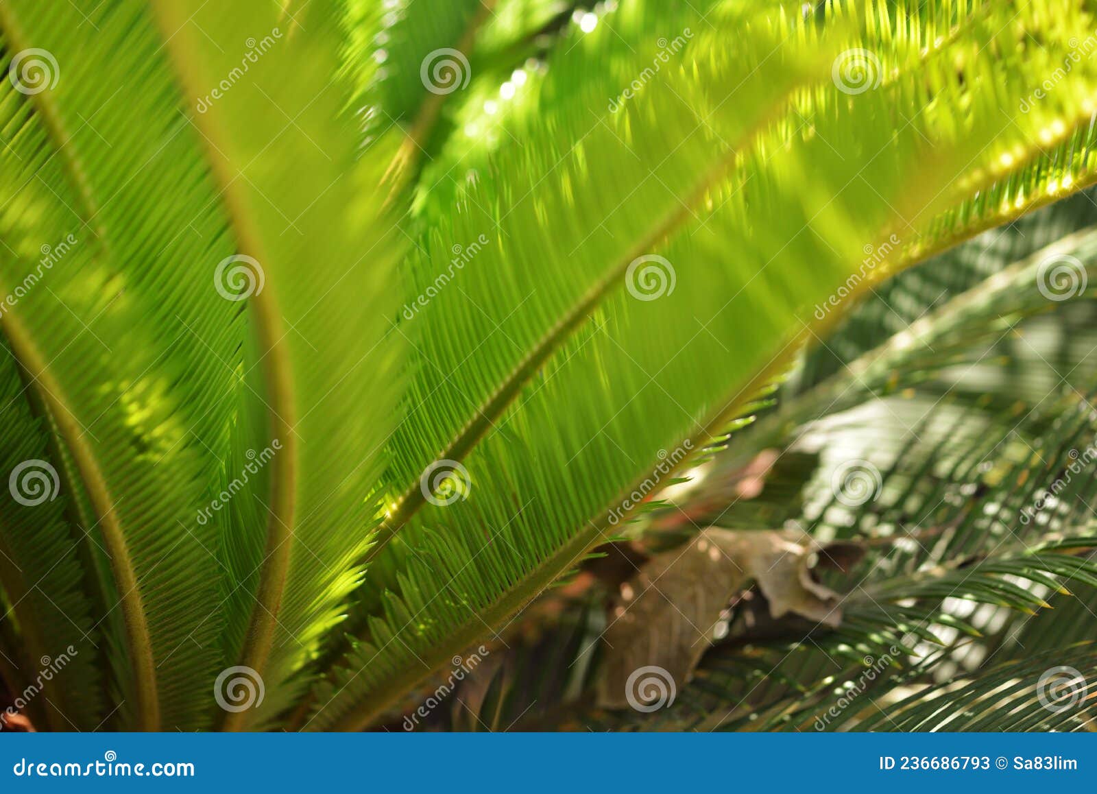 Japanese sago palm stock image. Image of nature, sunlight - 236686793