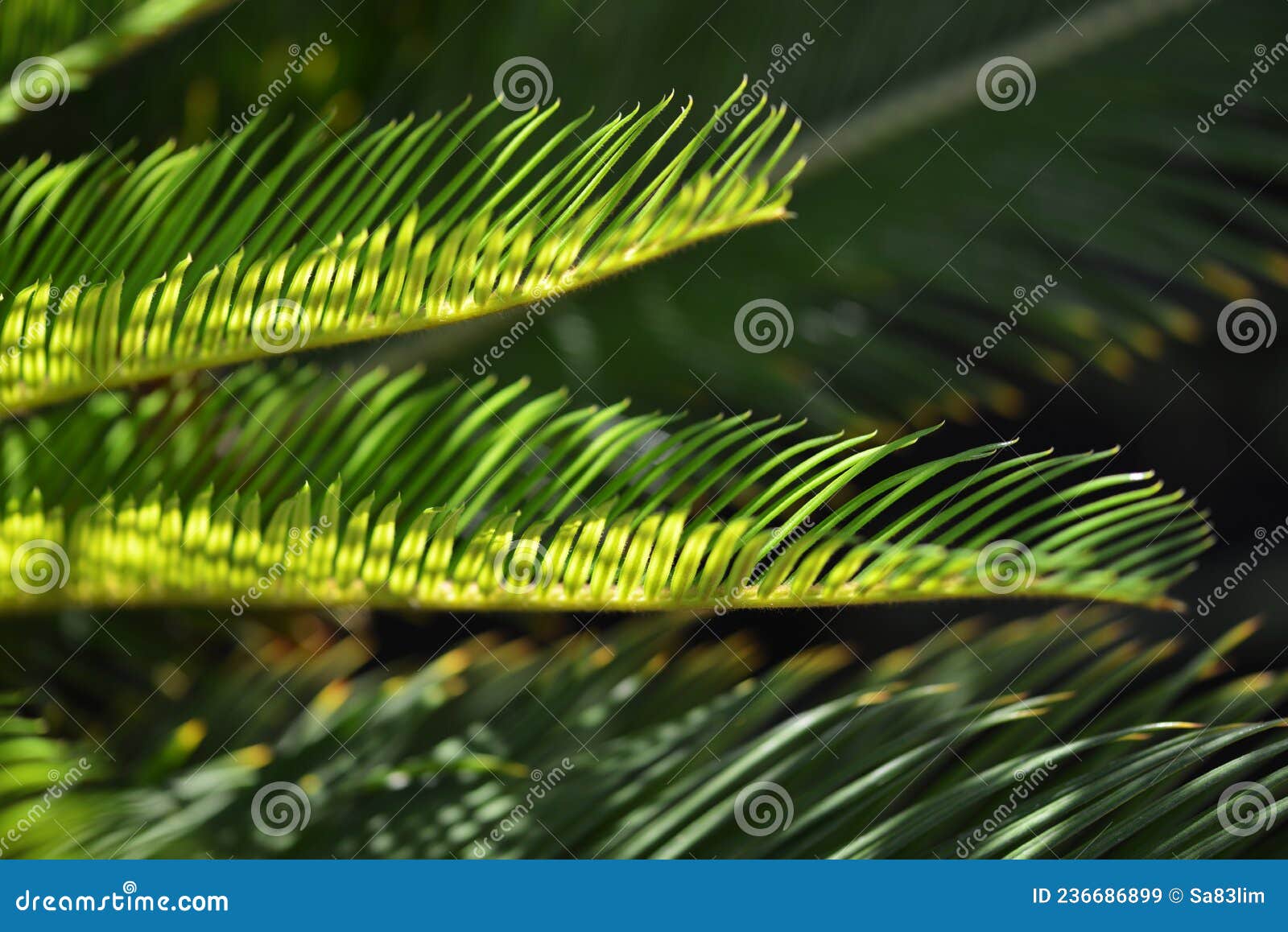 Japanese sago palm stock image. Image of branch, nature - 236686899