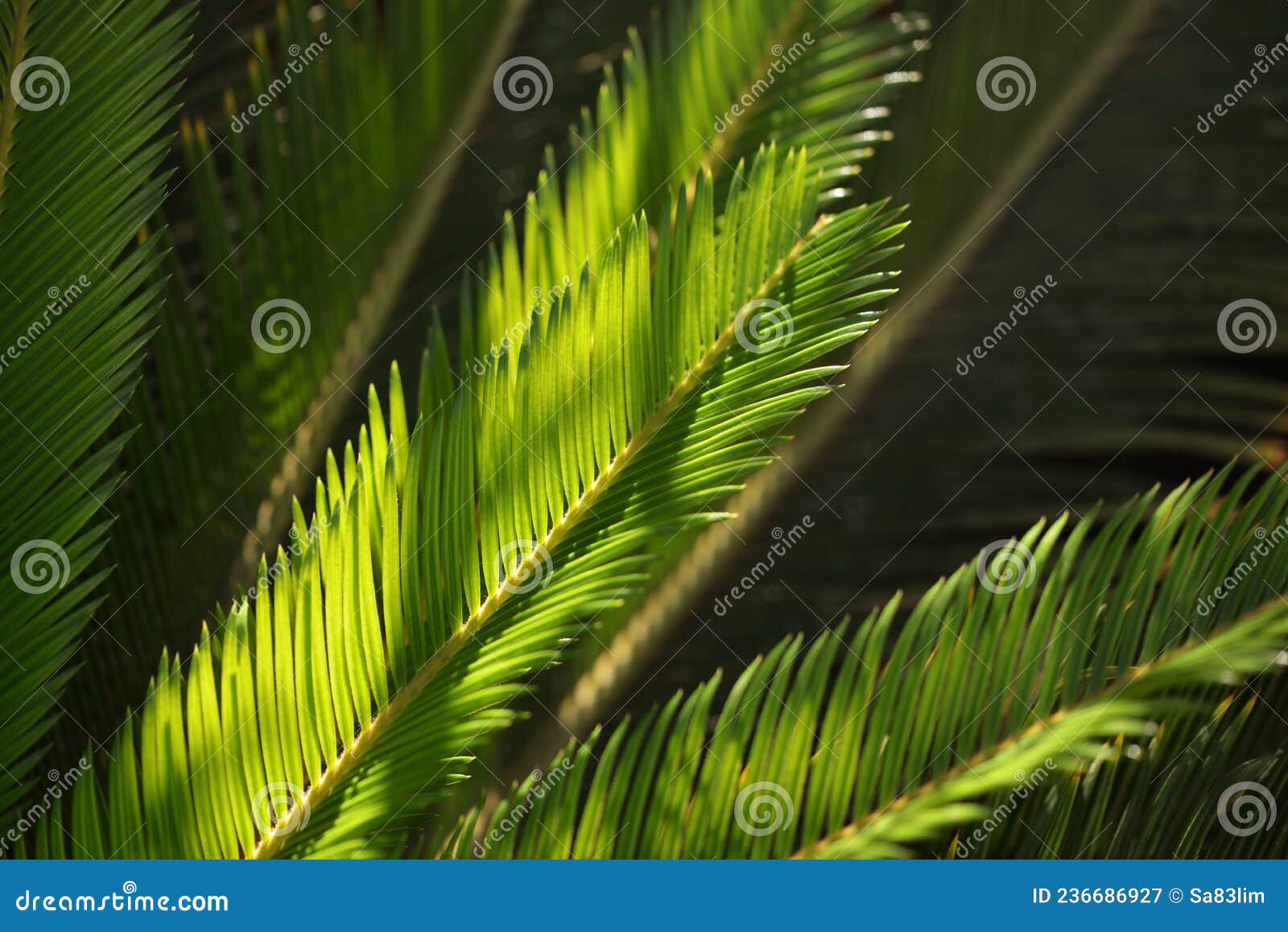 Japanese sago palm stock image. Image of jungle, vegetation - 236686927