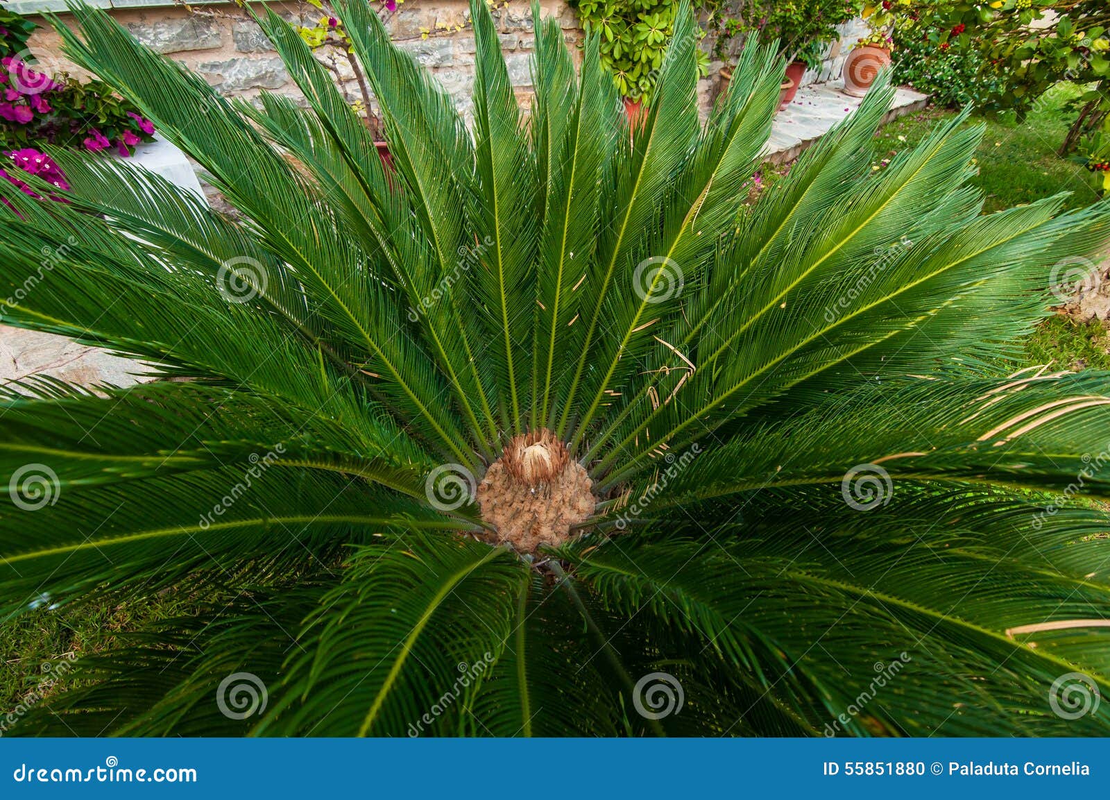 Japanese sago palm. stock photo. Image of sunlit, cycas - 55851880