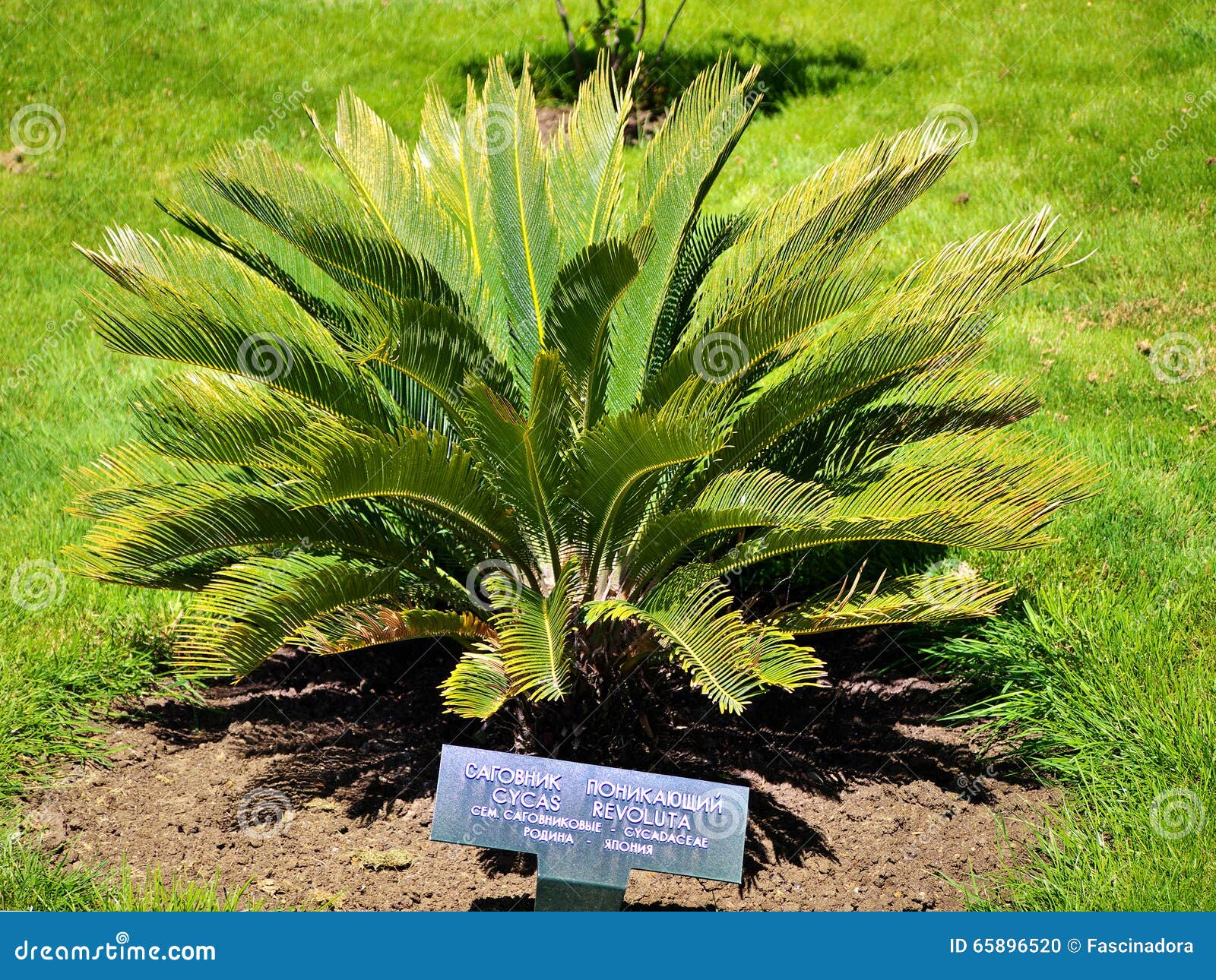 Japanese sago palm stock photo. Image of leaves, flora - 65896520