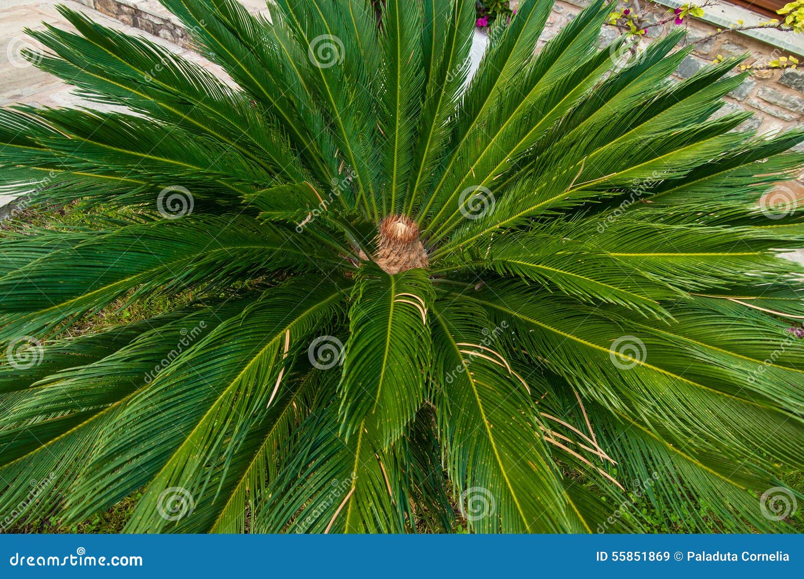 Japanese Sago Palm, Closeup Of Sago Palm Leaves And Cone. Nature ...