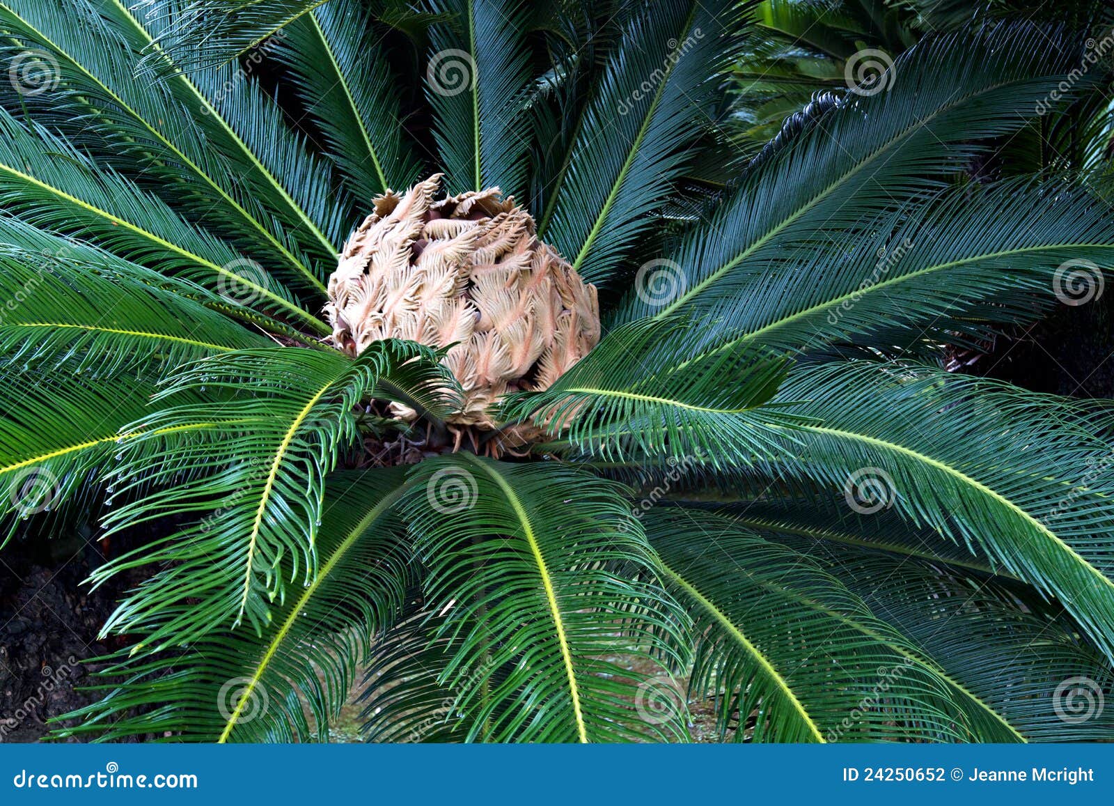 Japanese Sago Palm Rosette with Inflorescence Stock Photo - Image of ...