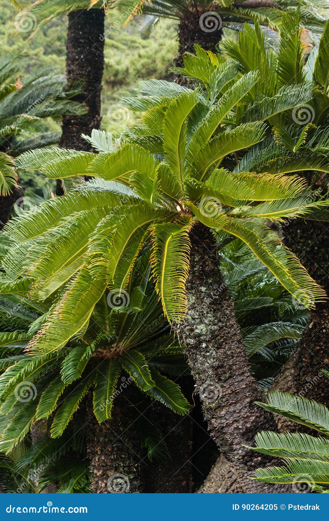 Japanese sago palms stock image. Image of tree, growing - 90264205