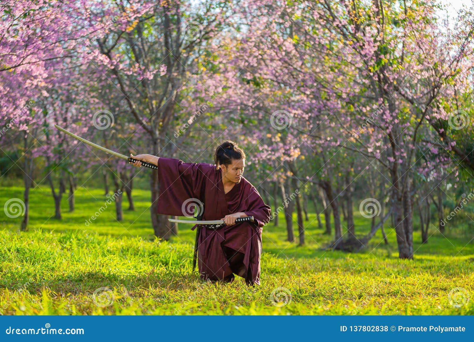 The Japanese Samurai are Gripping the Sword, Preparing To Fight Stock ...