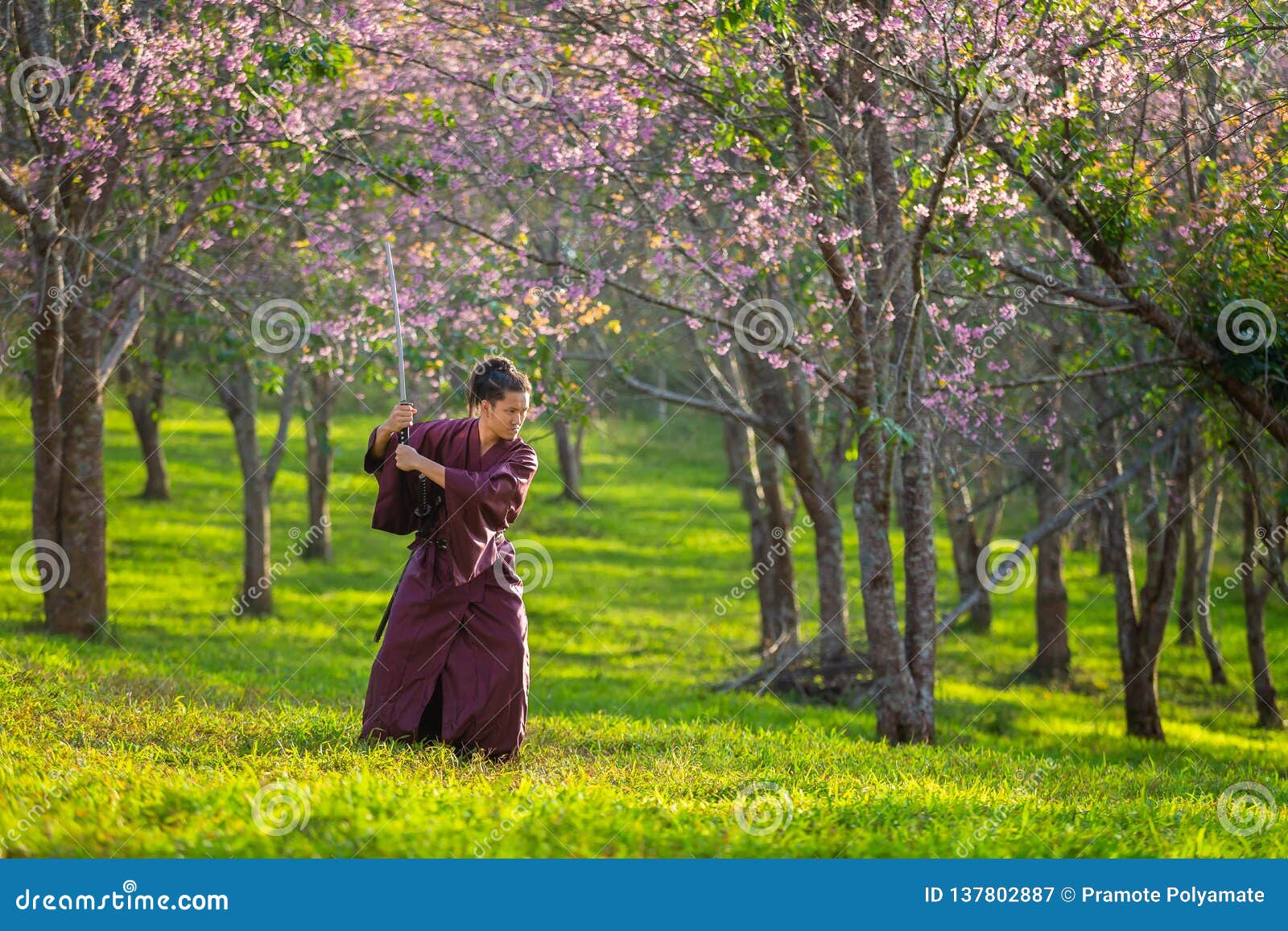 The Japanese Samurai are Gripping the Sword, Preparing To Fight Stock ...