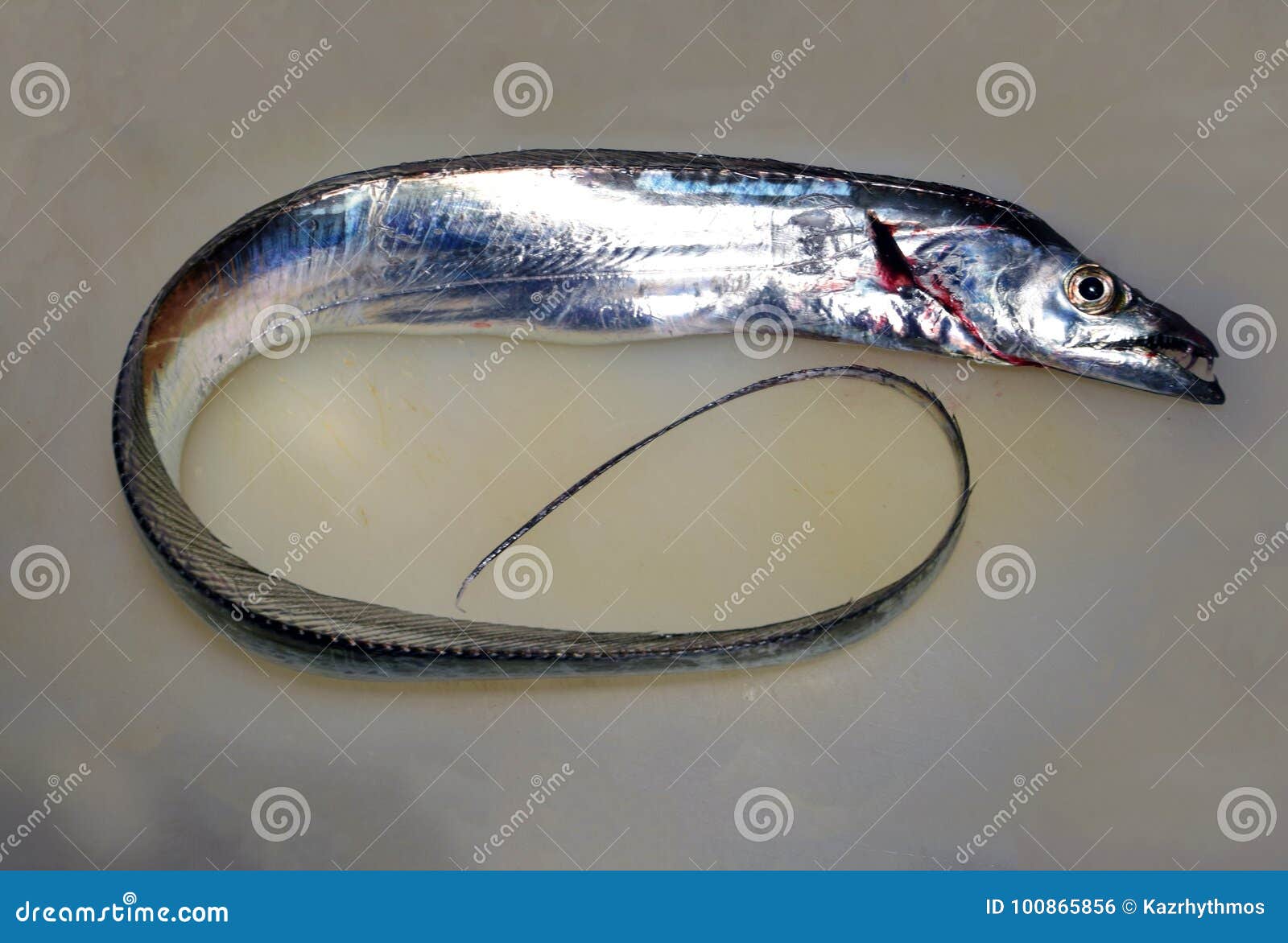 Japanese Scabbard fish stock photo. Image of zoom, fishing - 100865856