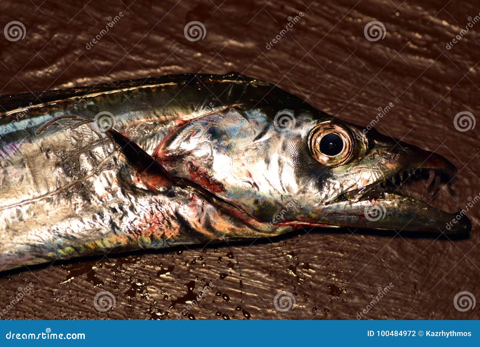 Japanese Scabbard fish stock photo. Image of mouth, zoom - 100484972