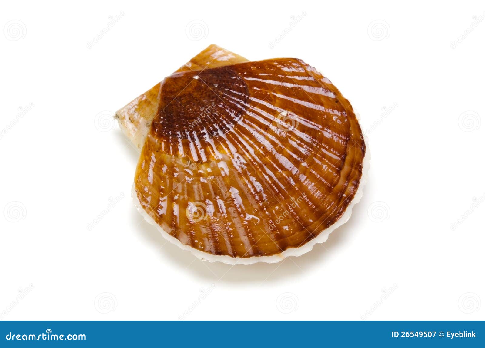 Japanese scallop stock image. Image of fresh, shell, food - 26549507