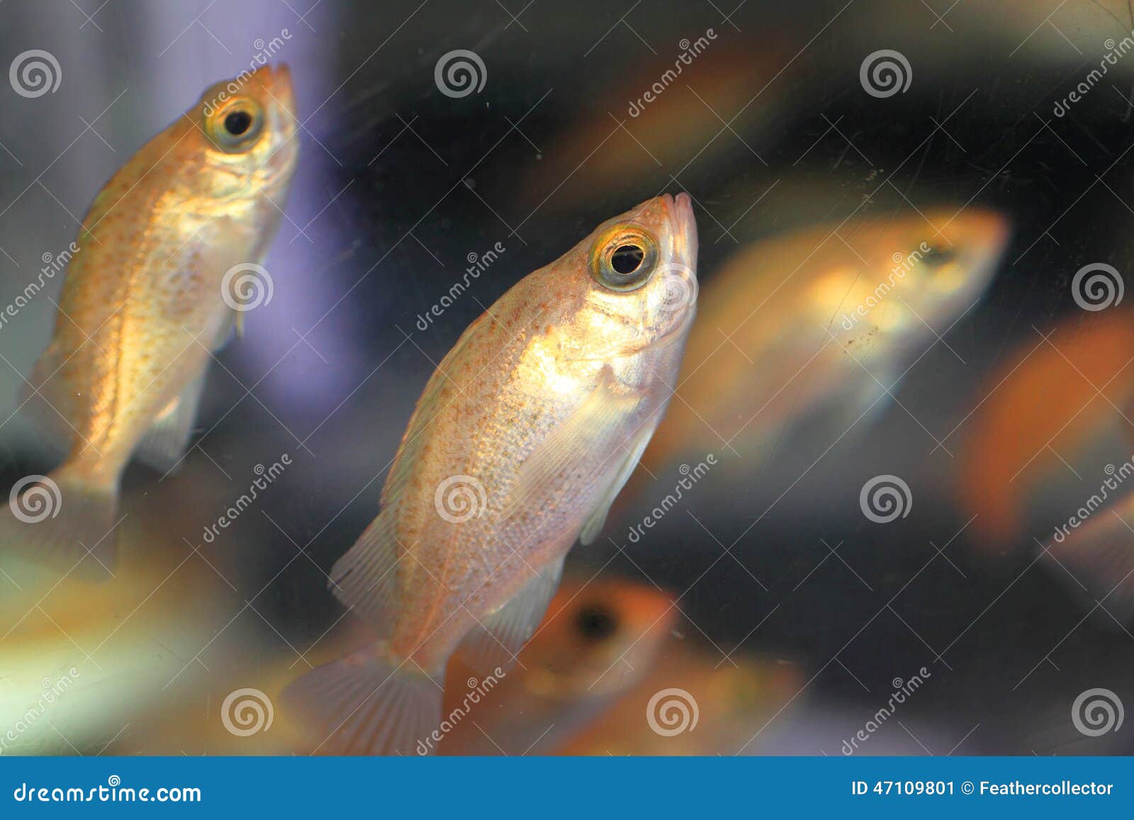 Japanese sea perch stock image. Image of sebastes, salt - 47109801