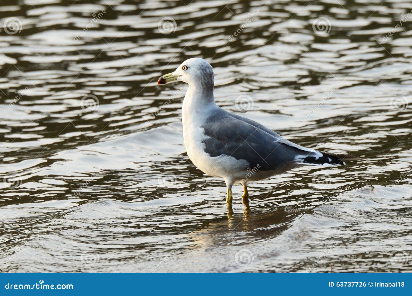 Japanese Sea, Seagull on the Shore Stock Photo - Image of water ...