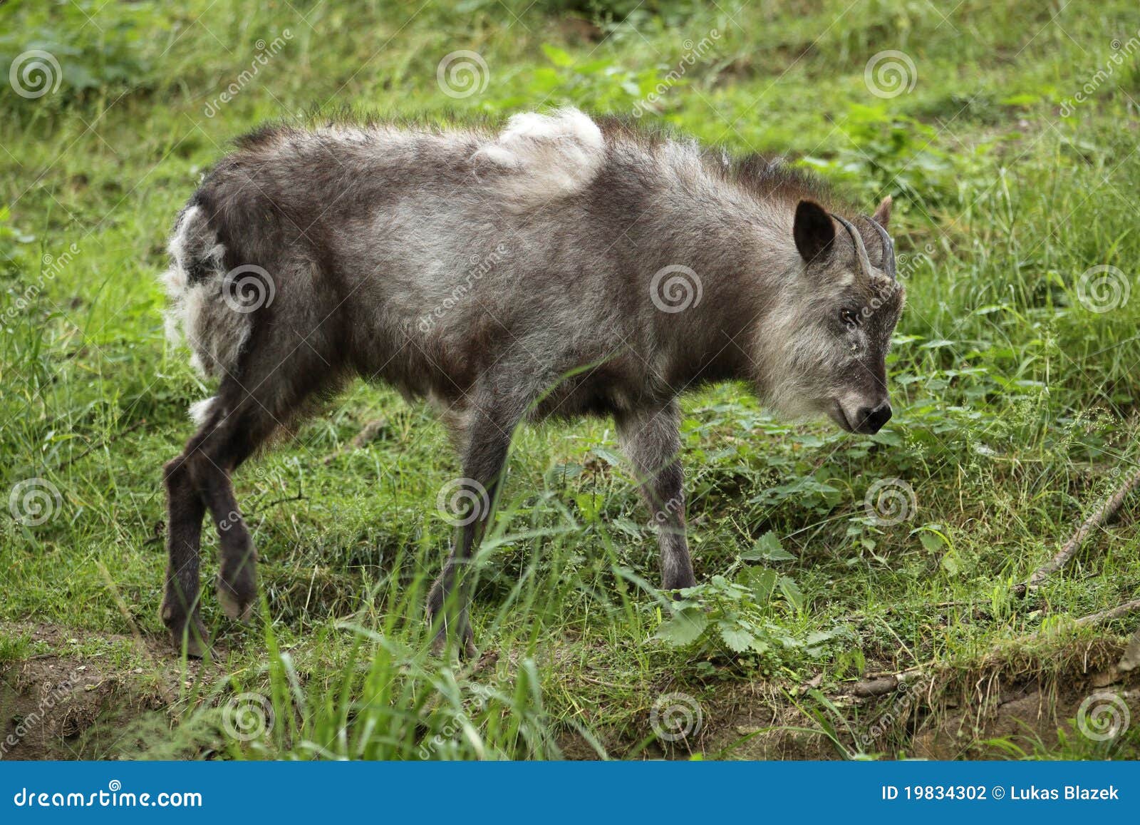 Japanese Serow Stock Photo | CartoonDealer.com #19834302