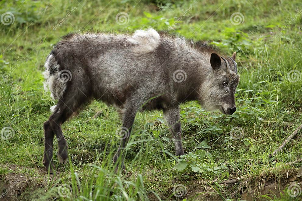 Japanese serow stock photo. Image of japanese, serow - 19834302