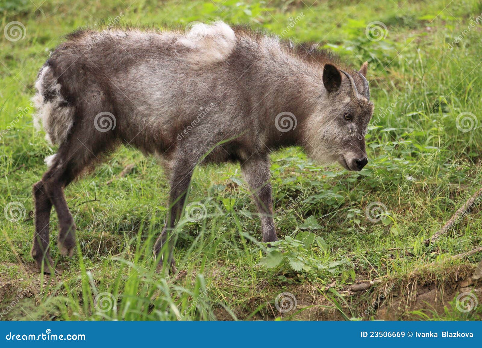 Japanese serow stock image. Image of antelope, animal - 23506669
