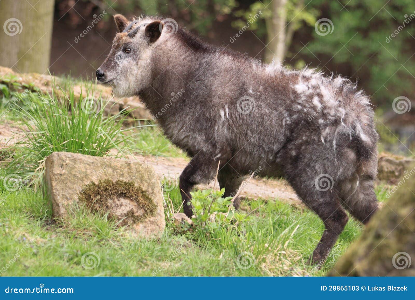 Serow Royalty-Free Stock Photo | CartoonDealer.com #20896761