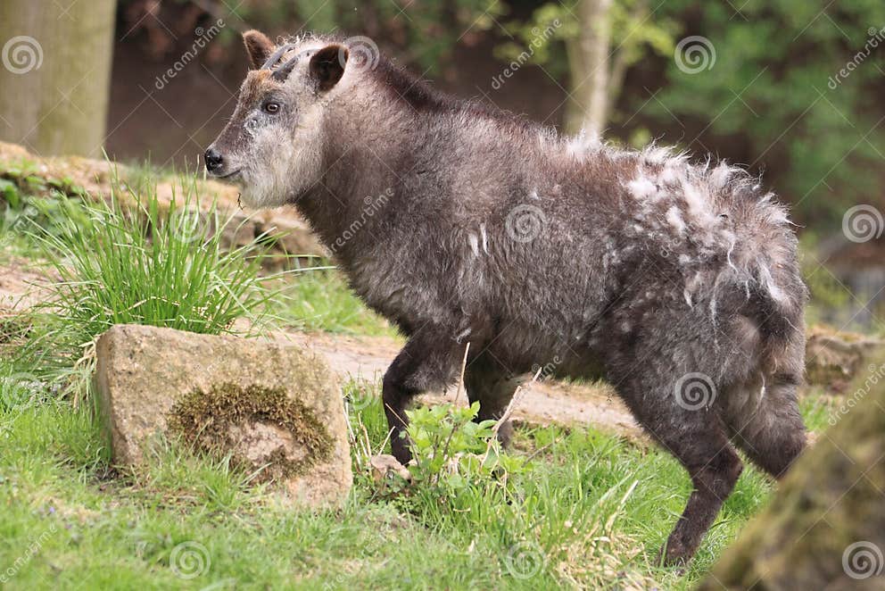 Japanese serow stock image. Image of serow, grass, japan - 28865103