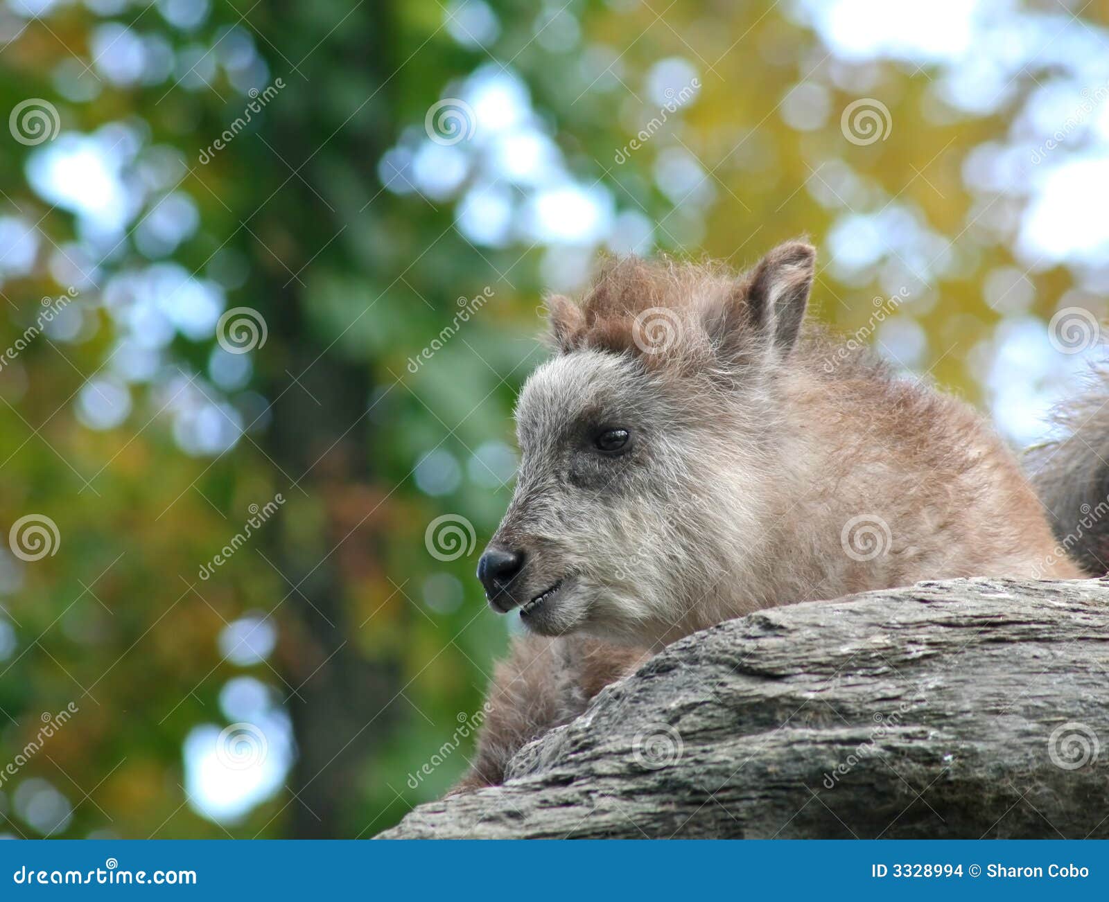 Japanese Serow stock photo. Image of serow, honshu, goat - 3328994