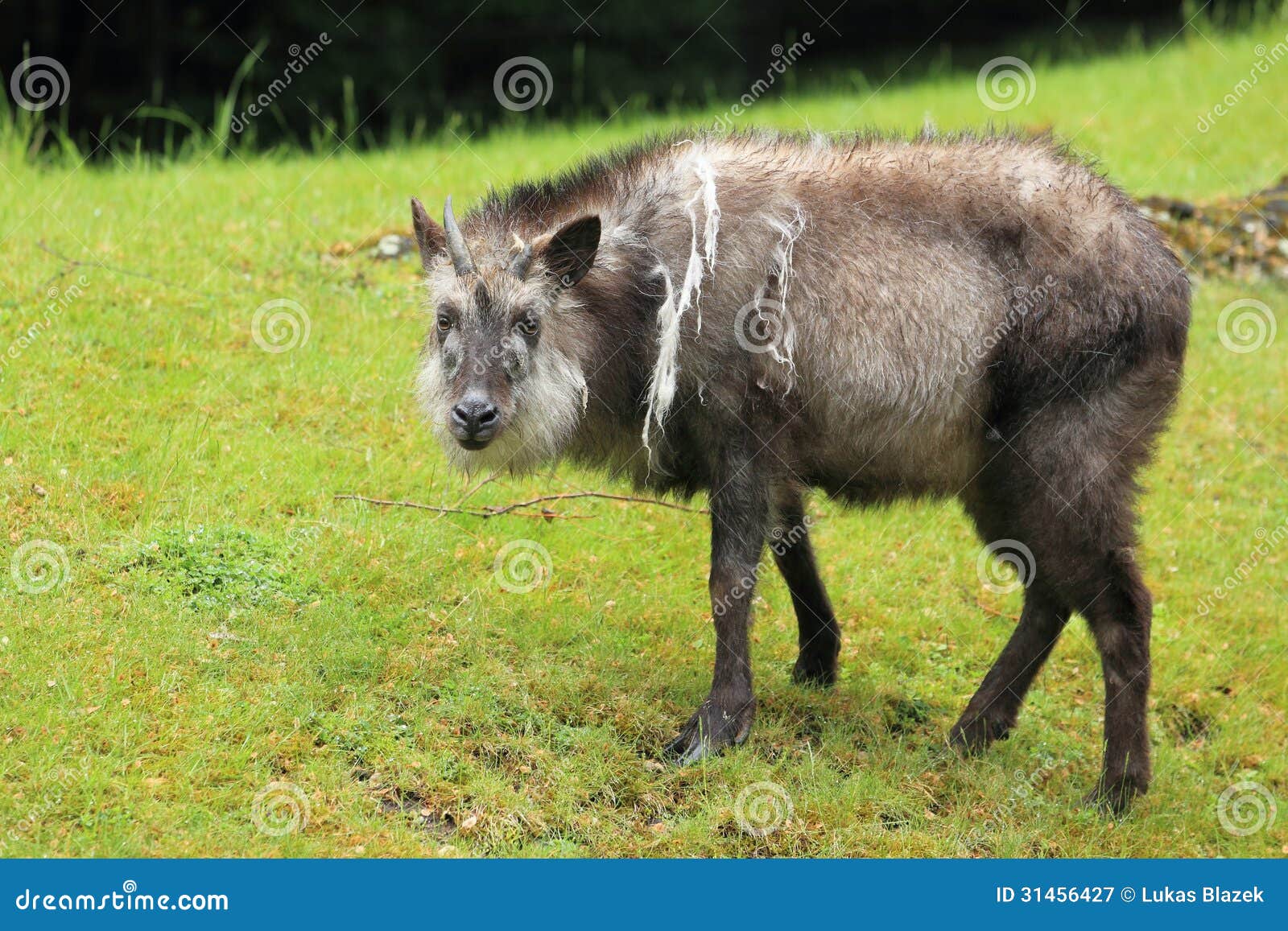 Japanese Serow Goat Capricornis Crispus Stock Photo | CartoonDealer.com ...