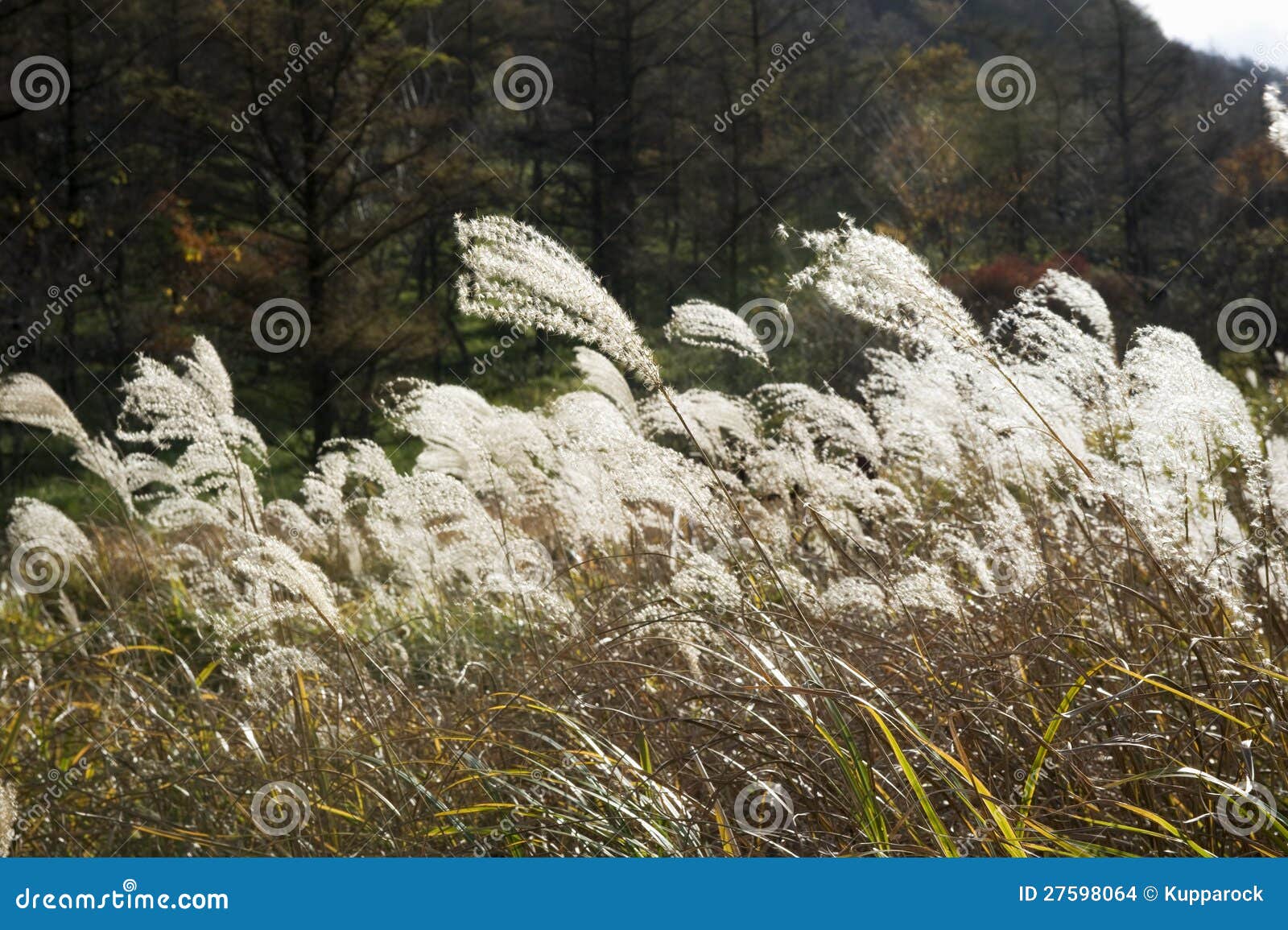 Japanese silver grass stock photo. Image of japanese - 27598064