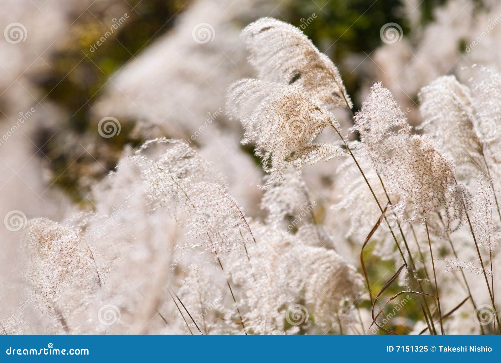 Japanese silver grass stock image. Image of silver, garden - 7151325