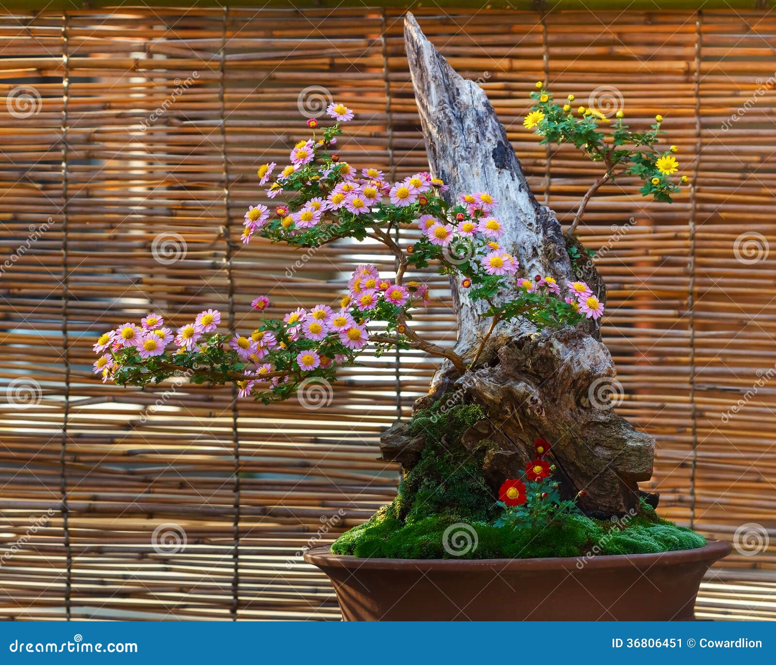 Japanese small bonsai tree stock image. Image of bonsai - 36806451