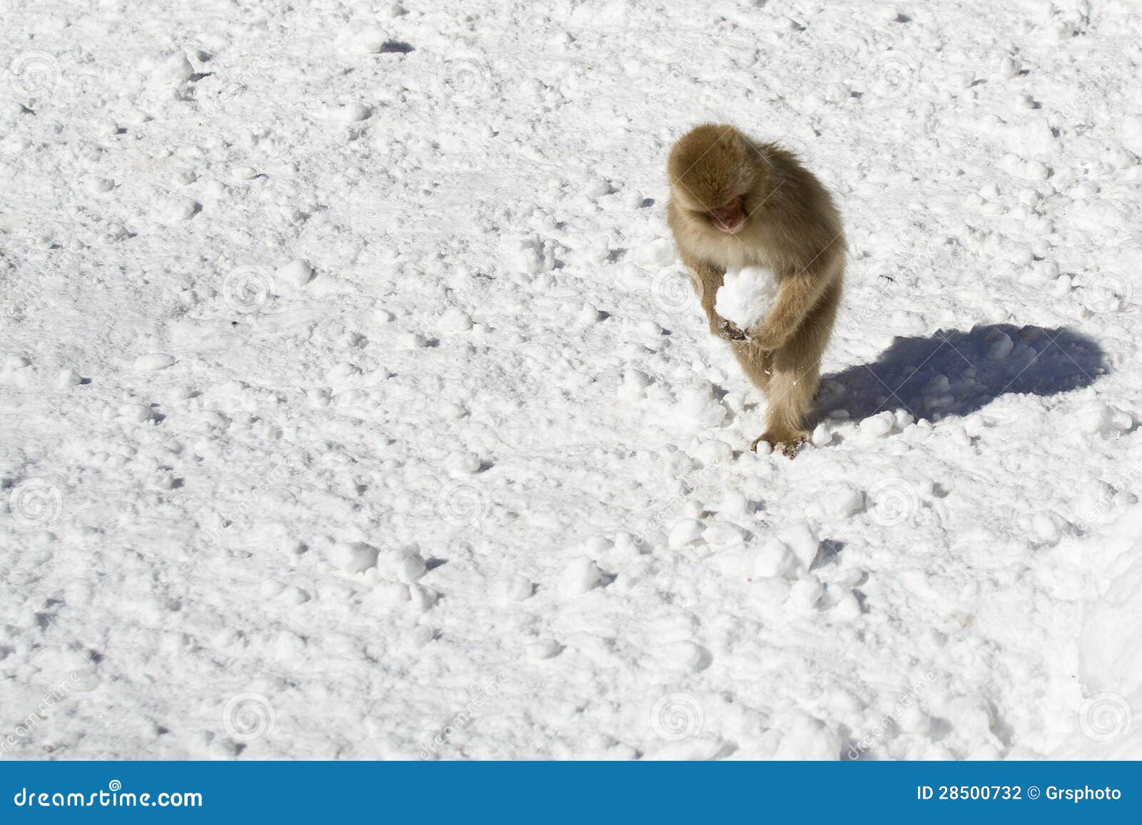 Japanese Snow Monkey, Carrying Snow Ball Stock Photo - Image of habitat ...